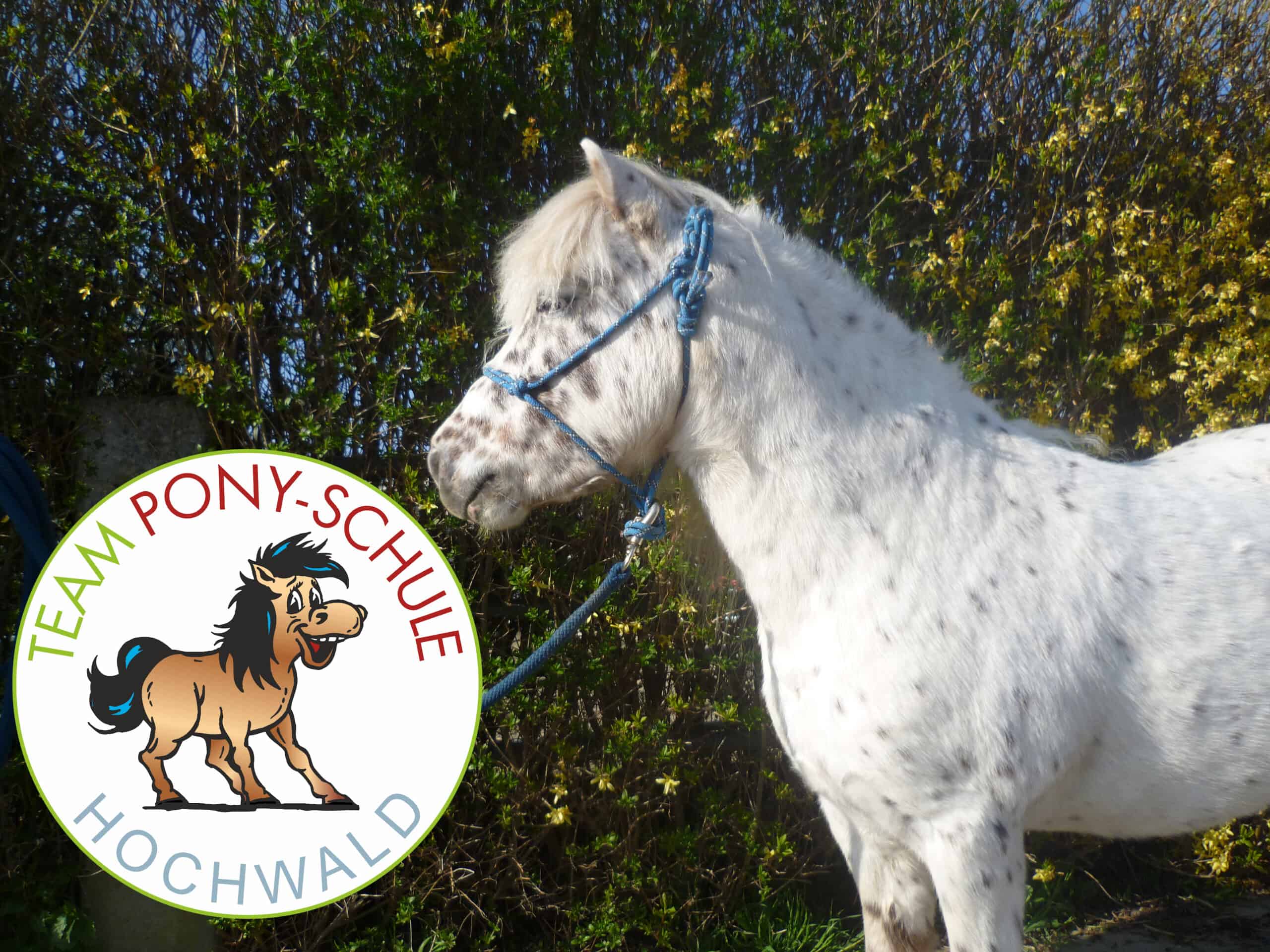 Team Pony Schule Hochwald - Ganzheitliche Reitschule Felpo